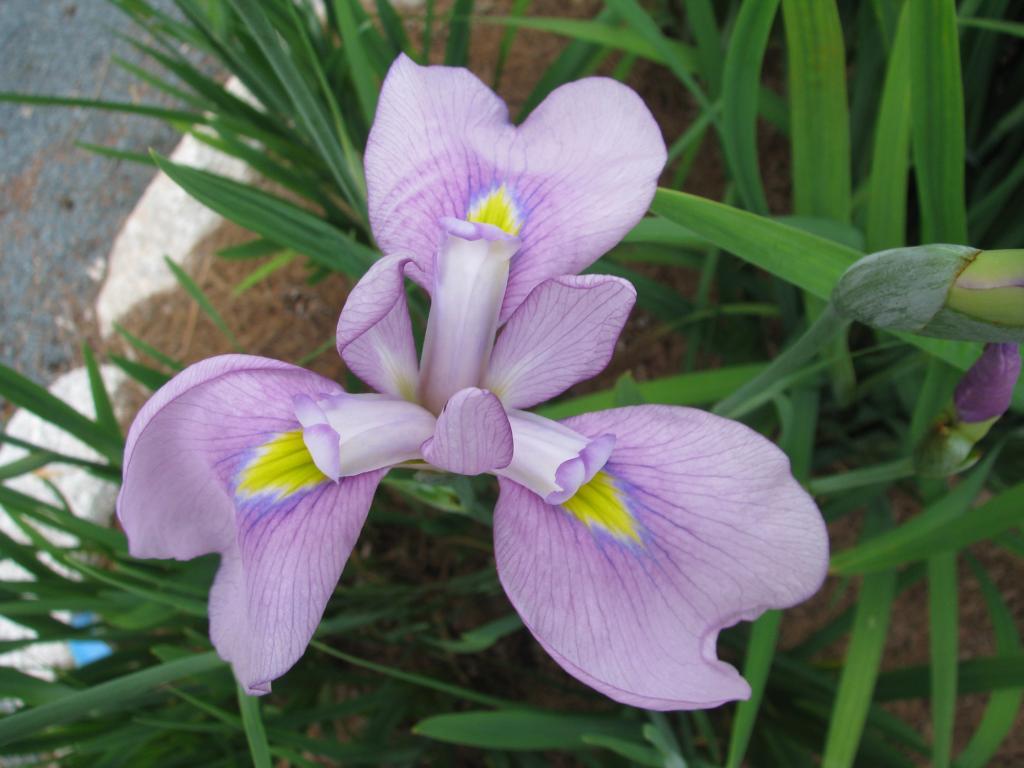 Darling Harbour Breezes Daylilies And Japanese Iris At Jeddore On Eastern Shore Of Ns Near
